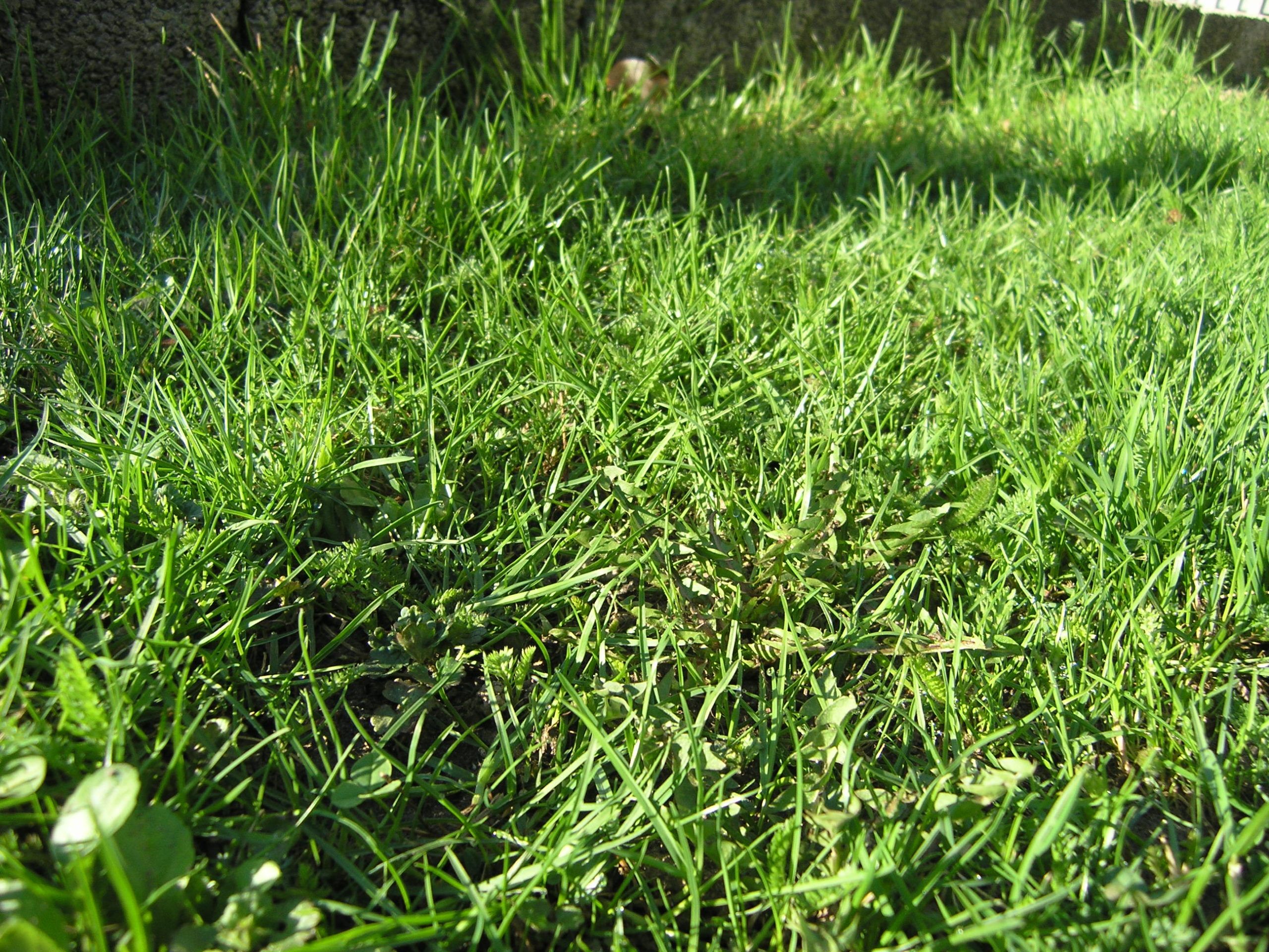 Rasen neu anlegen in 5 Schritten - inderst